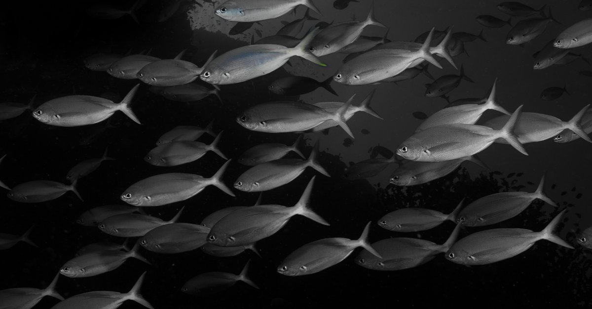 25 Incredible Fish Facts You Probably Didn’t Know - Fact Paw